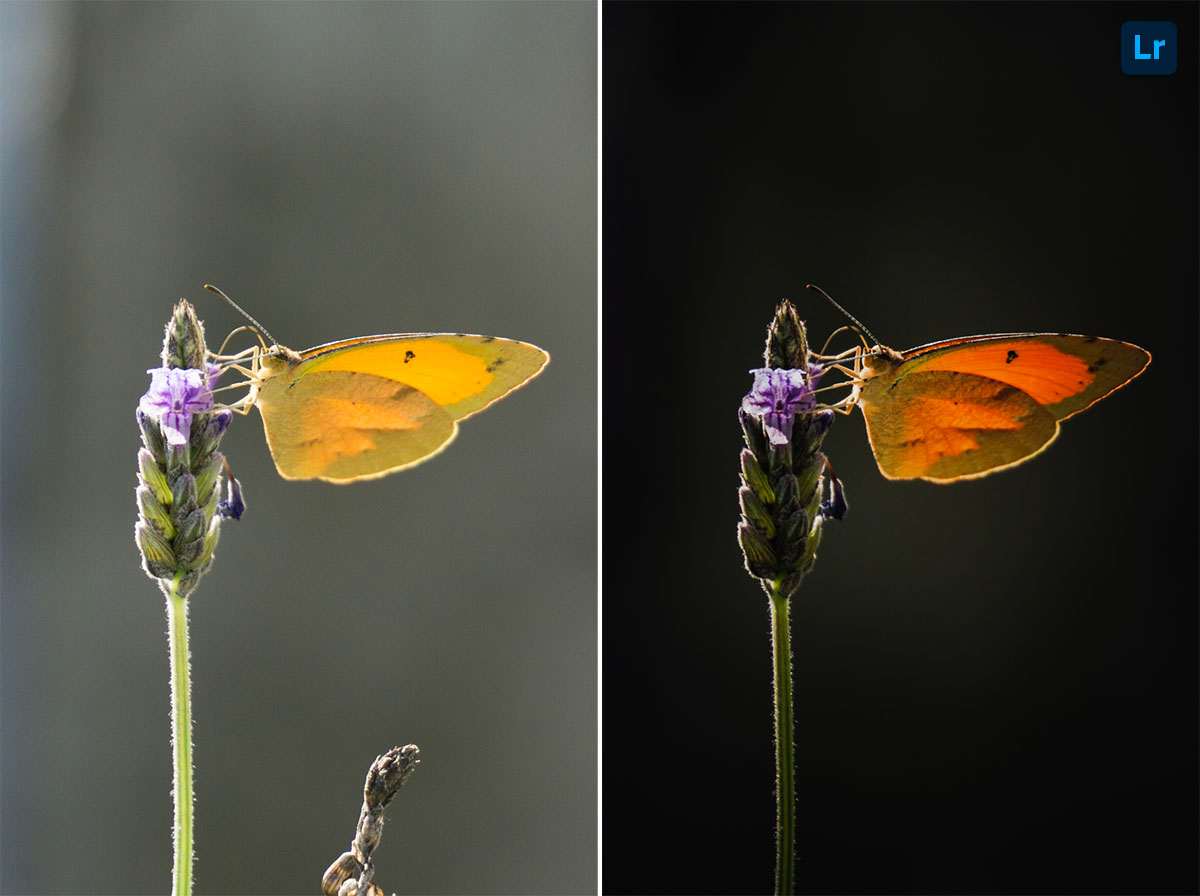 Butterfly light | Edit | Photoshop Lightroom