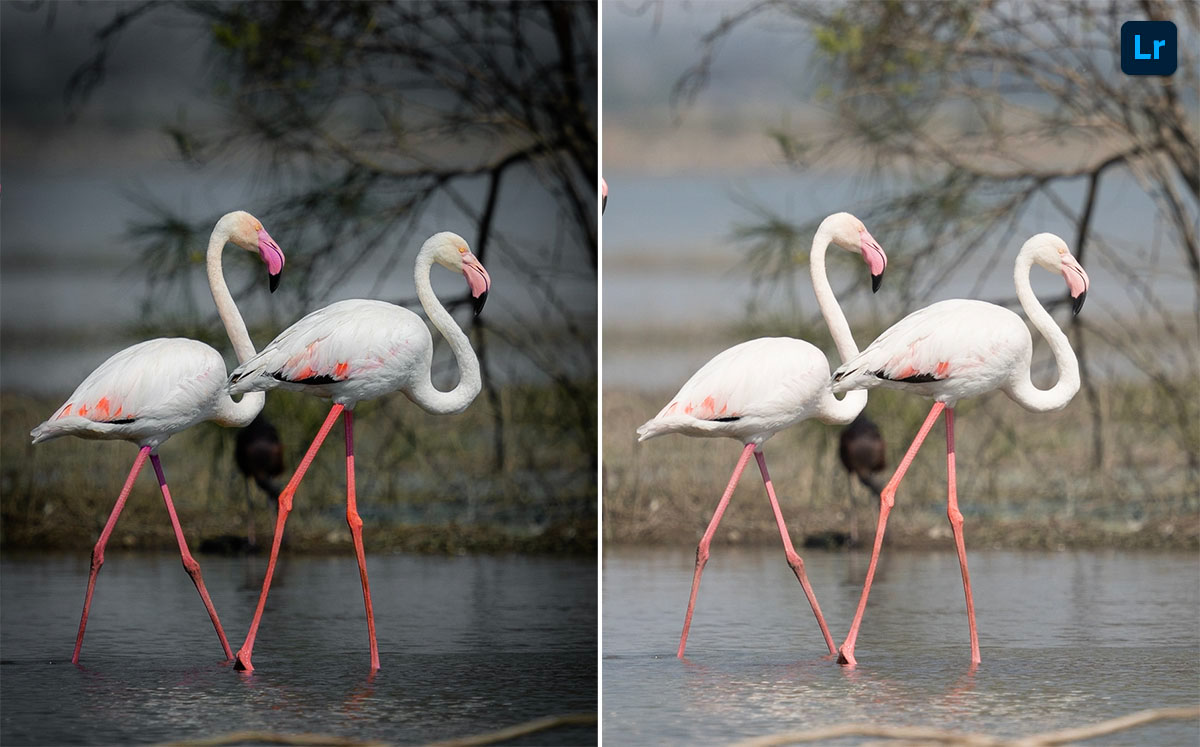 Walk away | Edit | Photoshop Lightroom