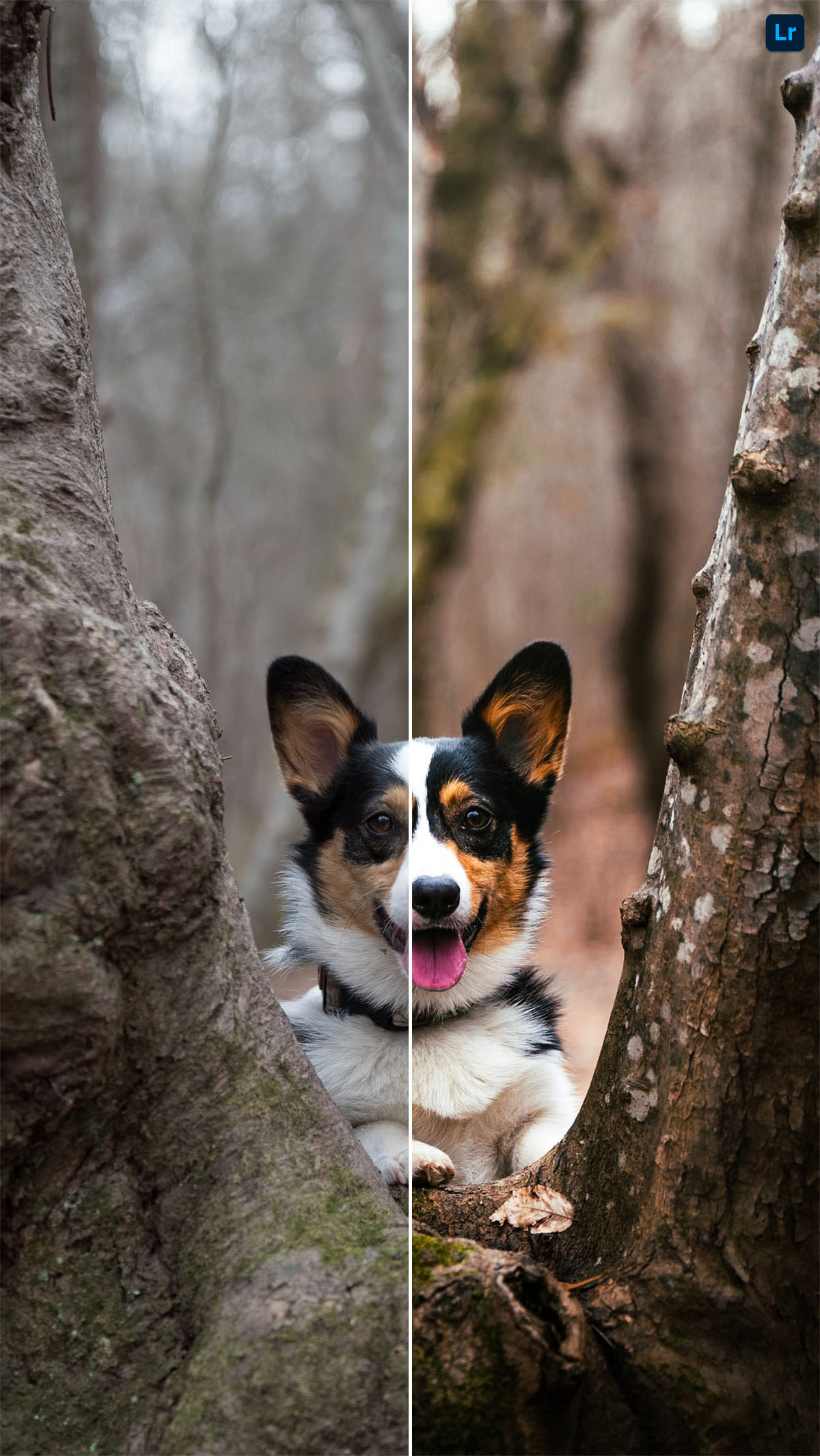 Corgi Tree | Remix | Photoshop Lightroom