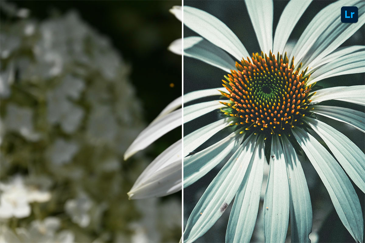 garden | Edit | Photoshop Lightroom