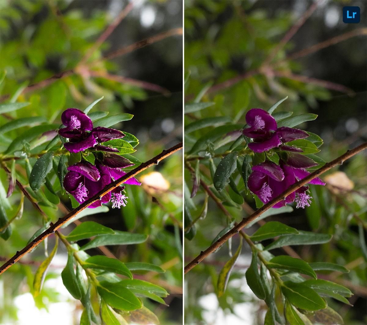 Floare roz | Edit | Photoshop Lightroom