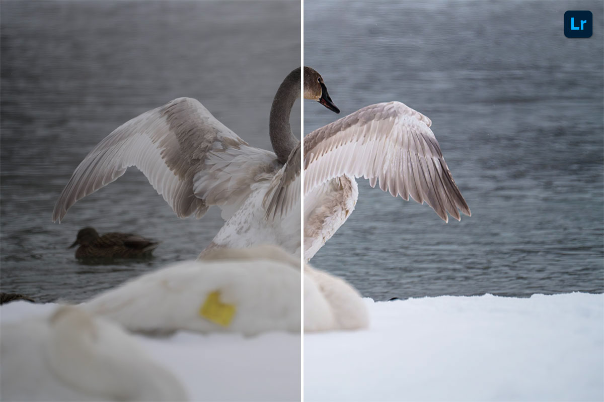 Swan | Edit | Photoshop Lightroom