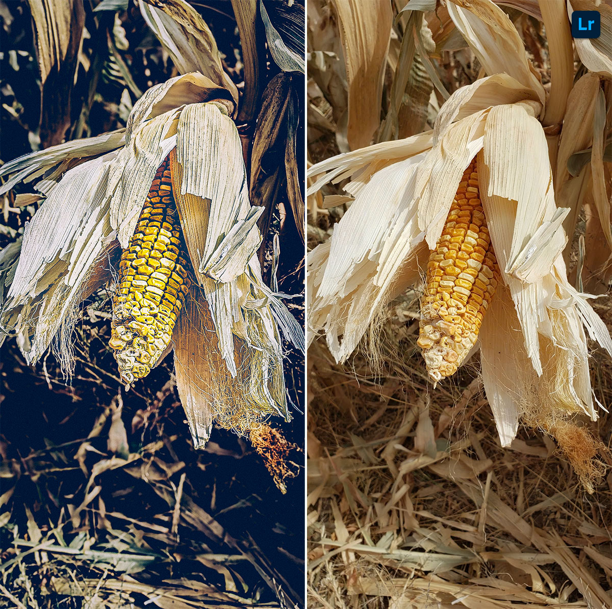 Corn Maize | Edit | Photoshop Lightroom