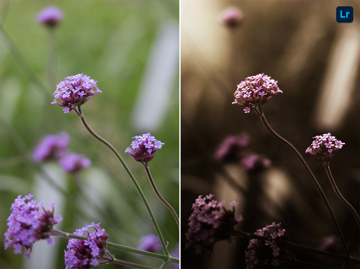 Flower 2 | Edit | Photoshop Lightroom
