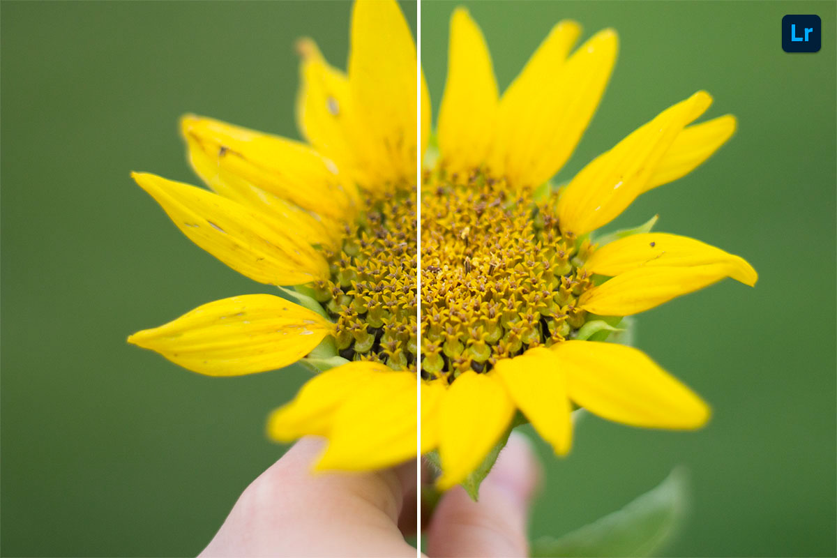 Sunflower | Edit | Photoshop Lightroom