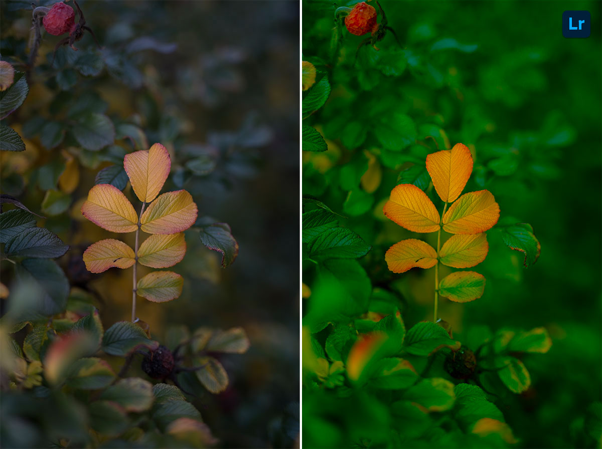 A pop of colors | Remix | Photoshop Lightroom