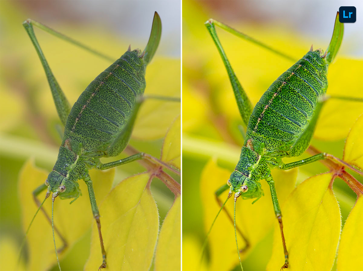 Bush Cricket | Edit | Photoshop Lightroom