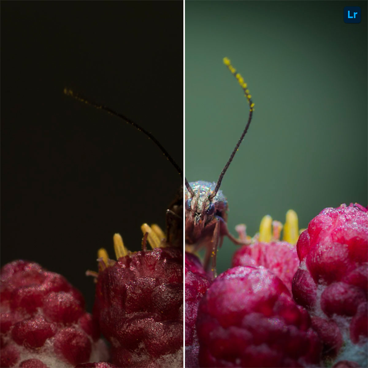 Ash | Edit | Photoshop Lightroom