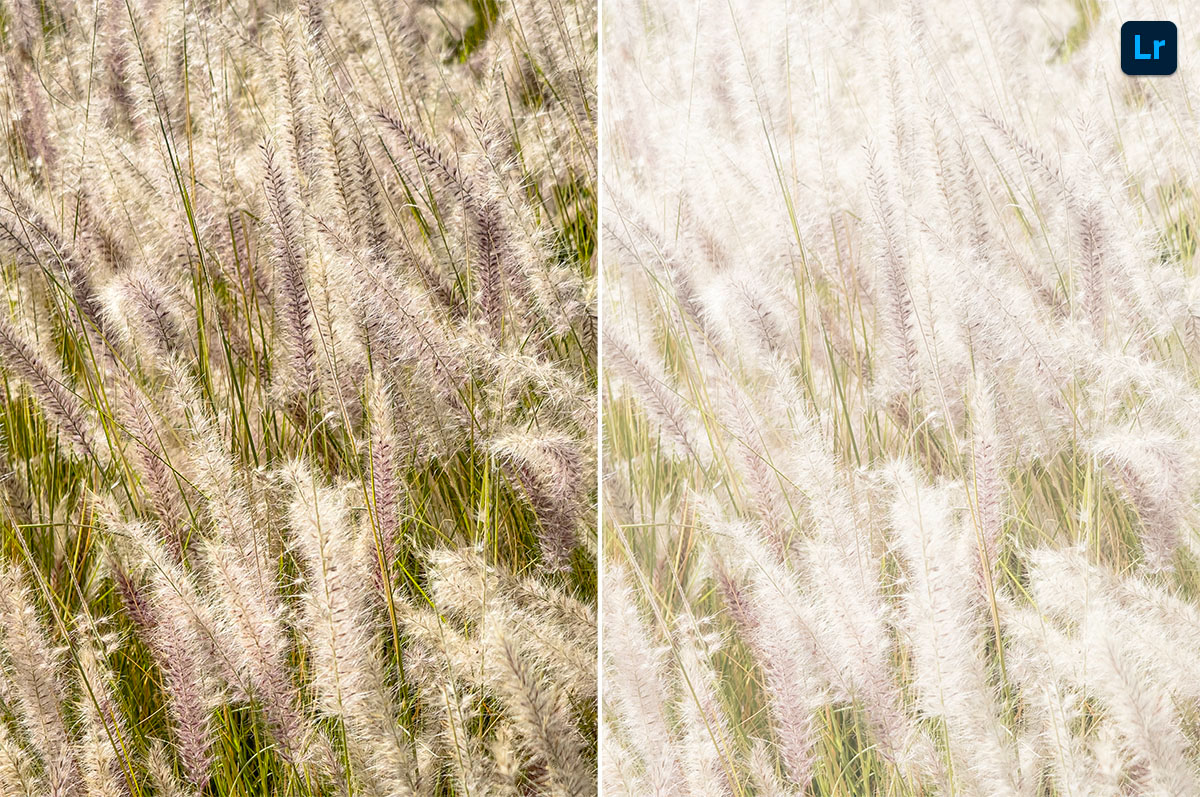 Golden Fields | Edit | Photoshop Lightroom