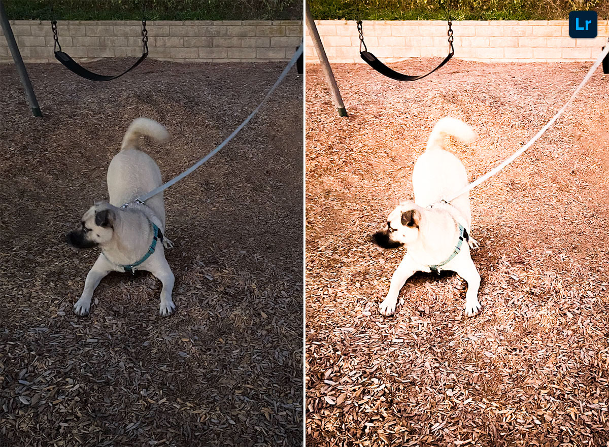 Pug sky | Edit | Photoshop Lightroom