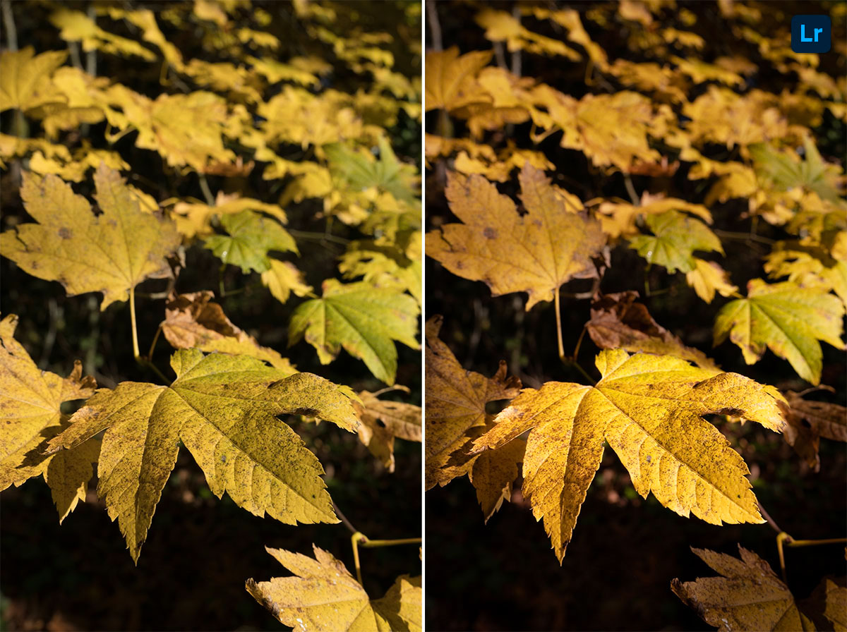 Yellow leaves | Edit | Photoshop Lightroom