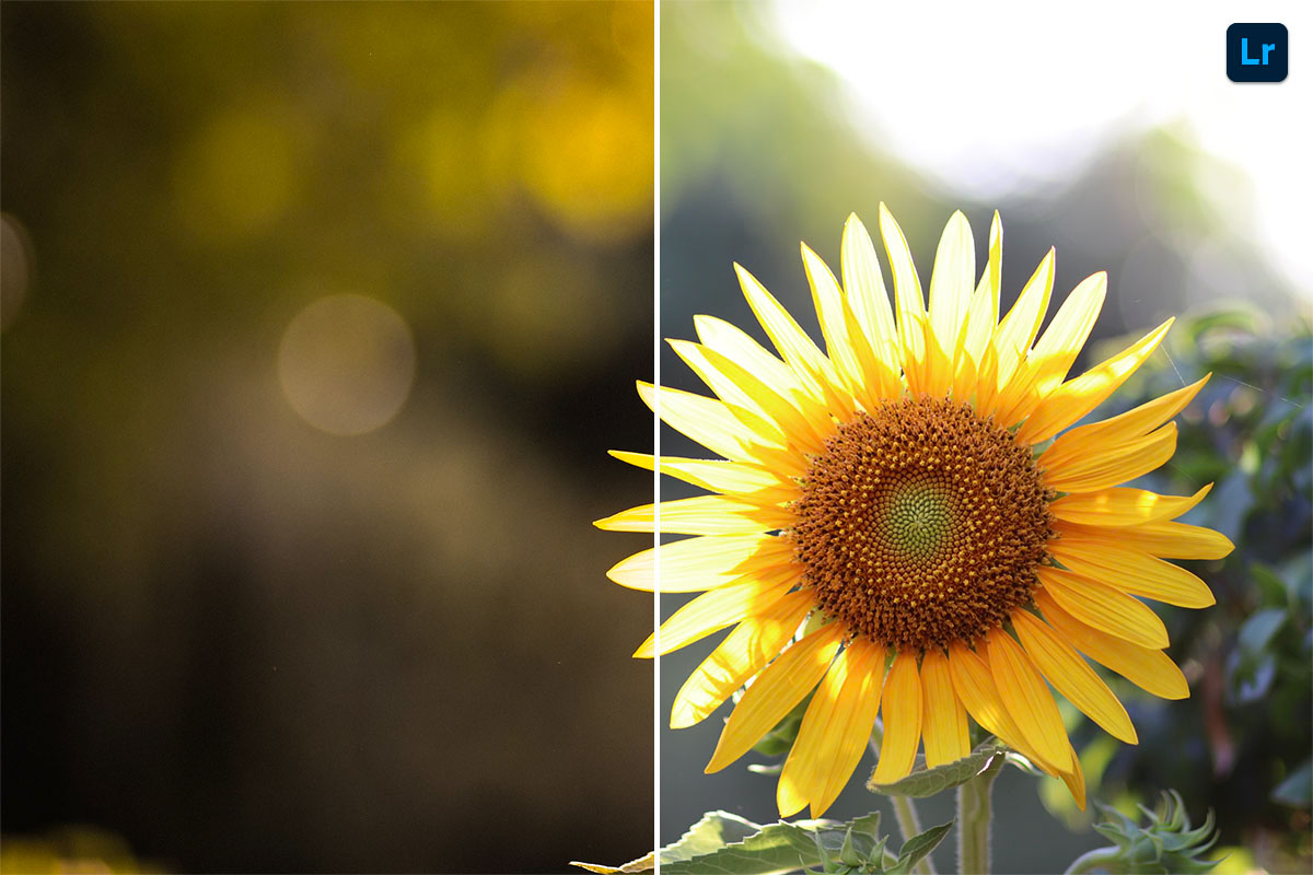 Preset Chan dung da dung | Remix | Photoshop Lightroom