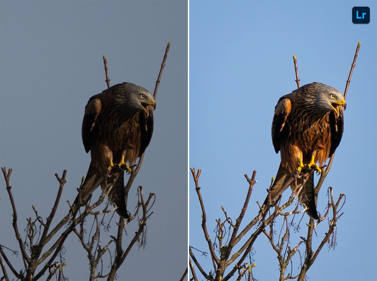 Red Kite - calling their mate | Edit | Photoshop Lightroom