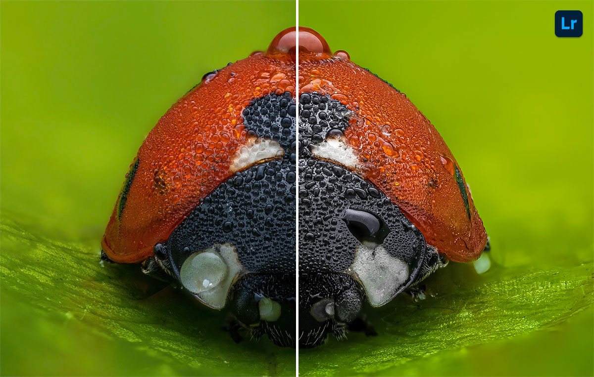 Ladybug 🐞 | Edit | Photoshop Lightroom