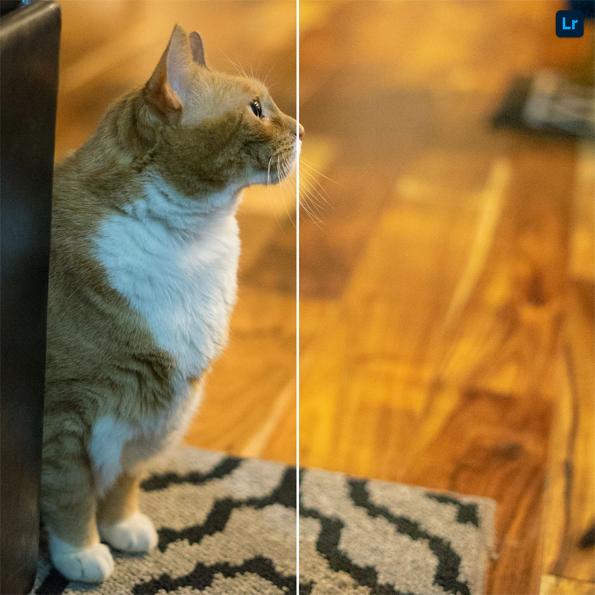 Cat | Edit | Photoshop Lightroom