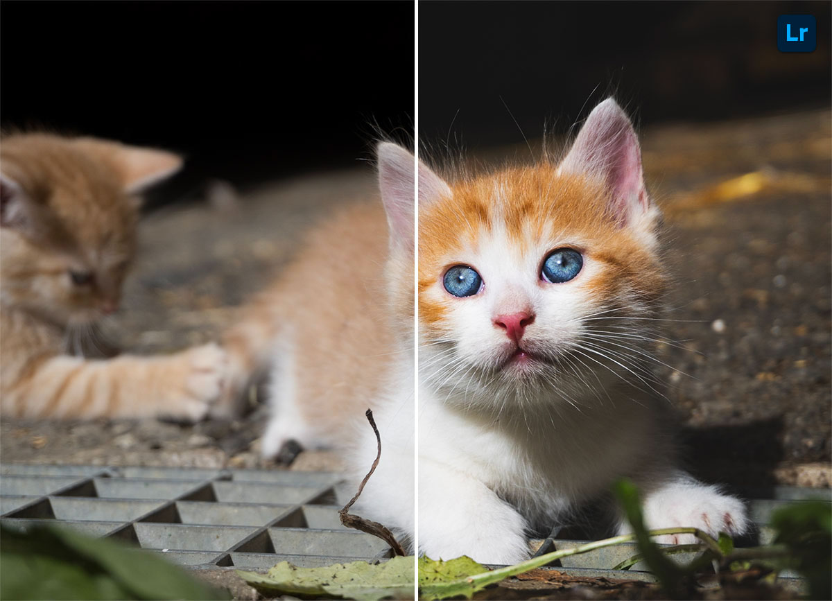 Kitten | Edit | Photoshop Lightroom