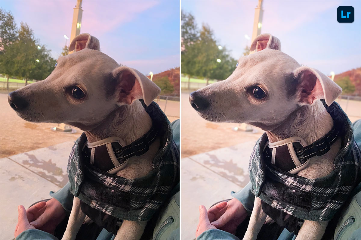 Dog | Edit | Photoshop Lightroom