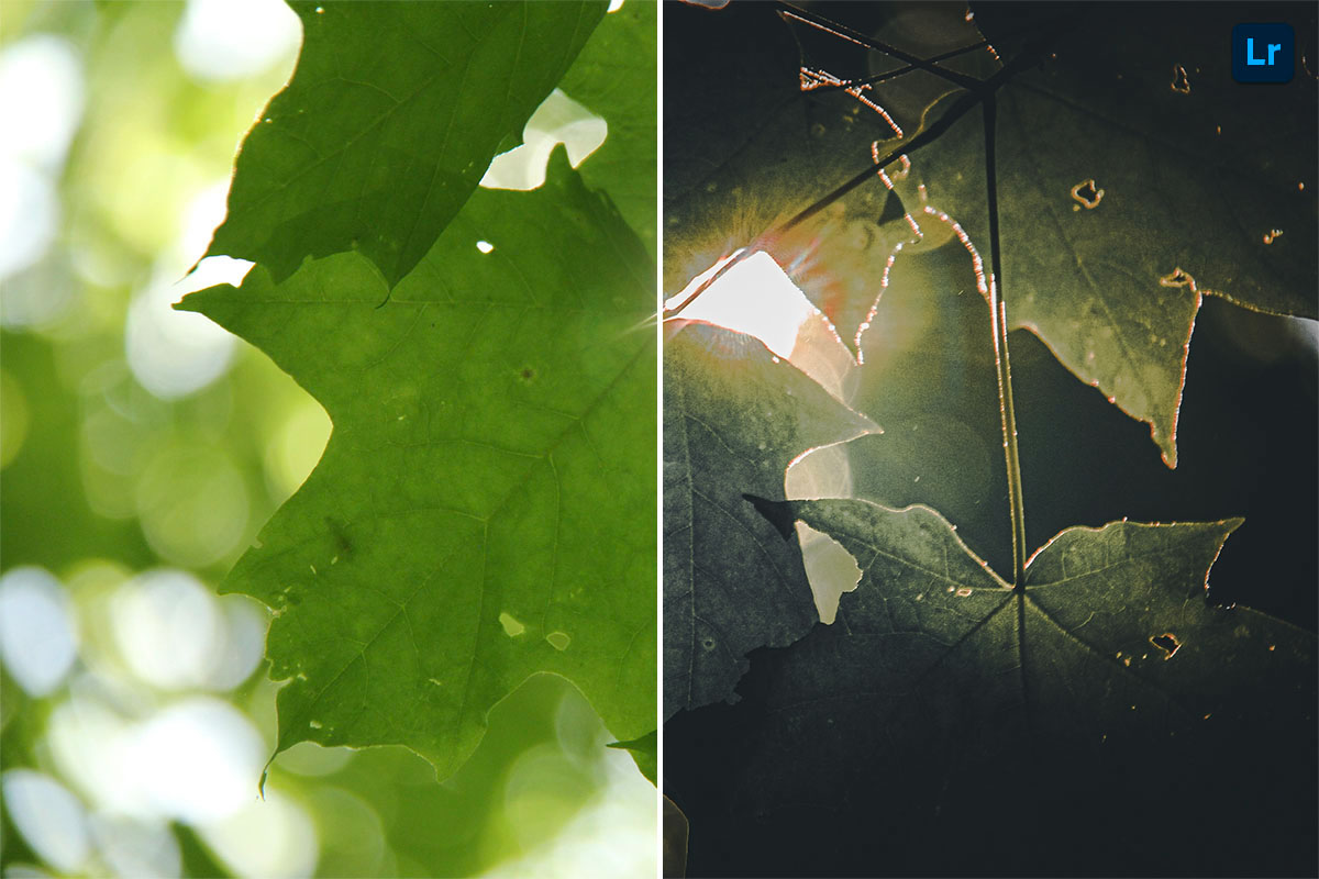 leaves | Edit | Photoshop Lightroom