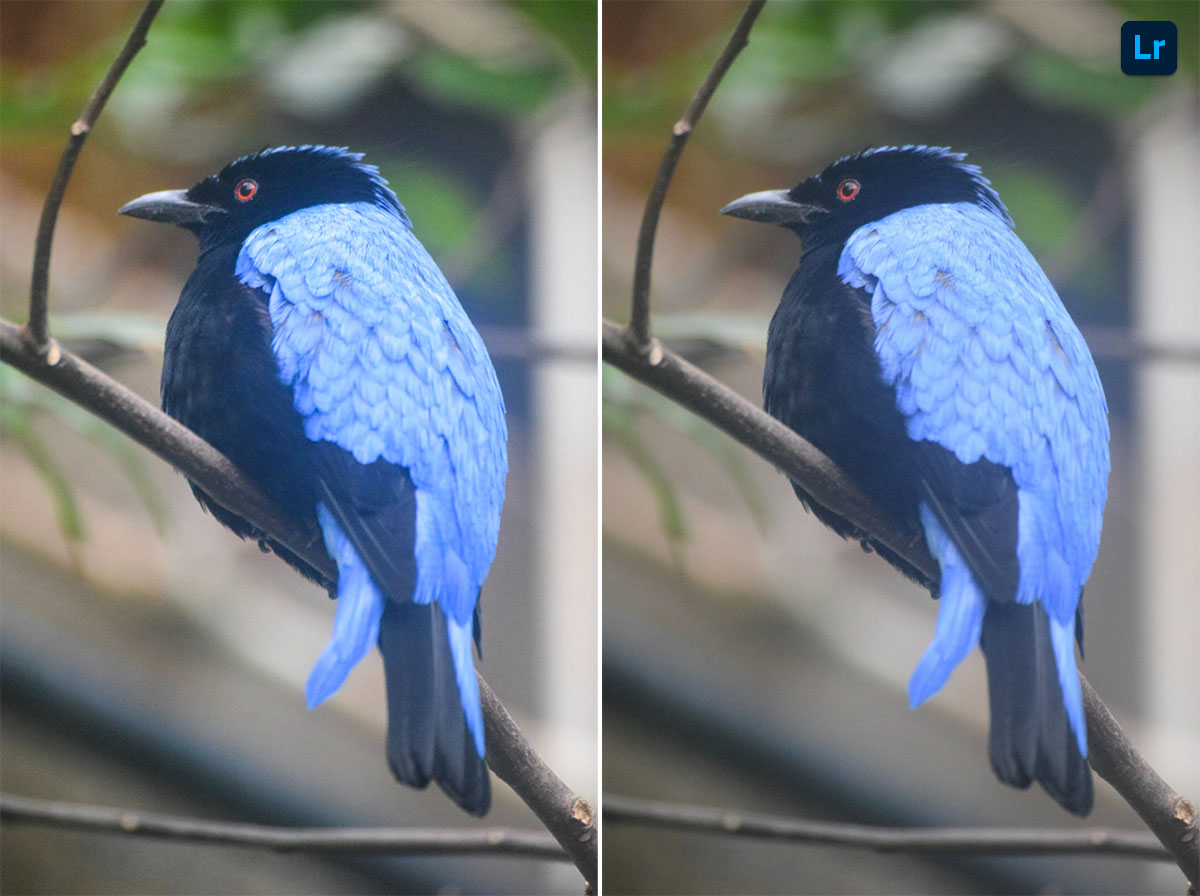 bird | Remix | Photoshop Lightroom