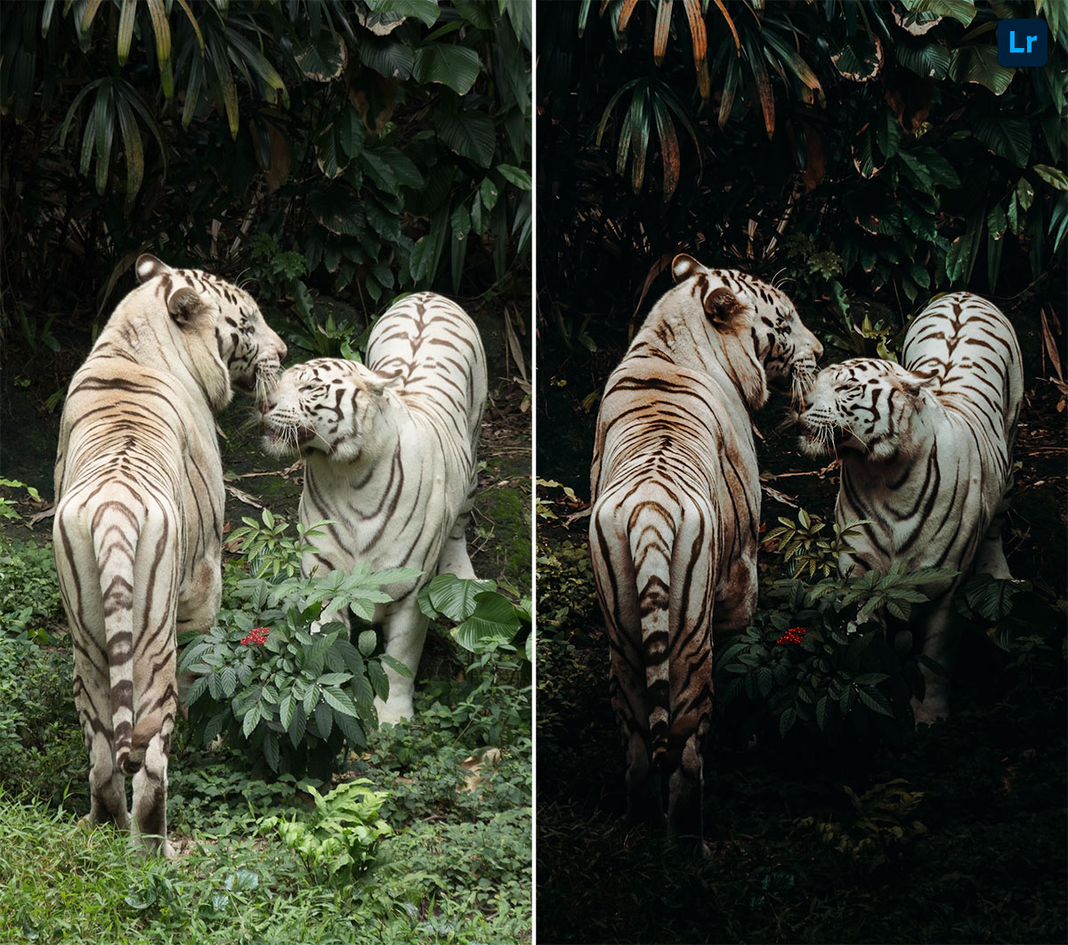 Tigers | Edit | Photoshop Lightroom