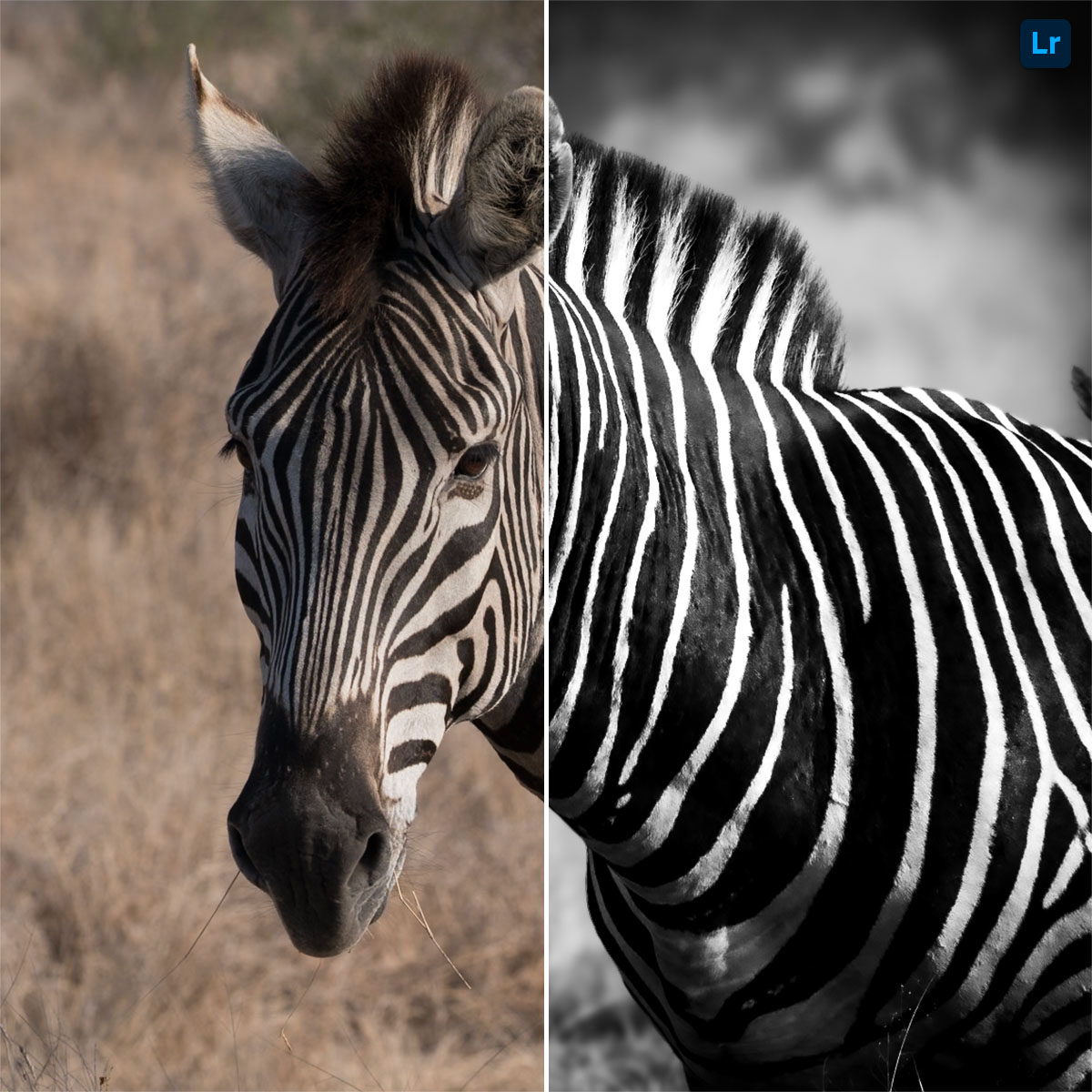 Zebra | Edit | Photoshop Lightroom