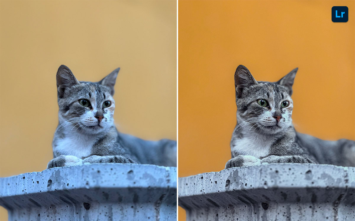 Cat | Edit | Photoshop Lightroom