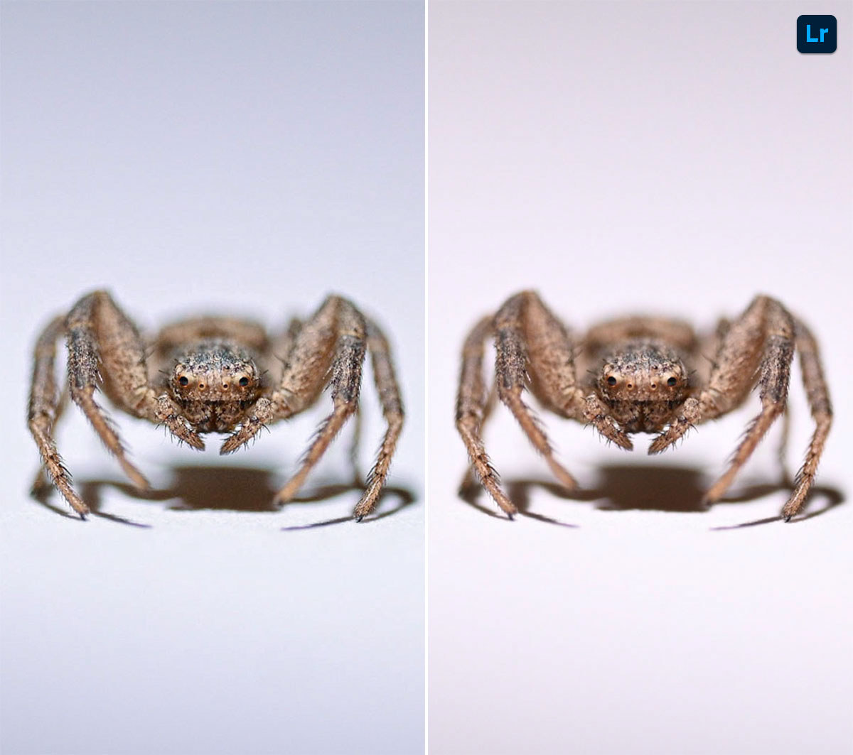 Spider | Edit | Photoshop Lightroom