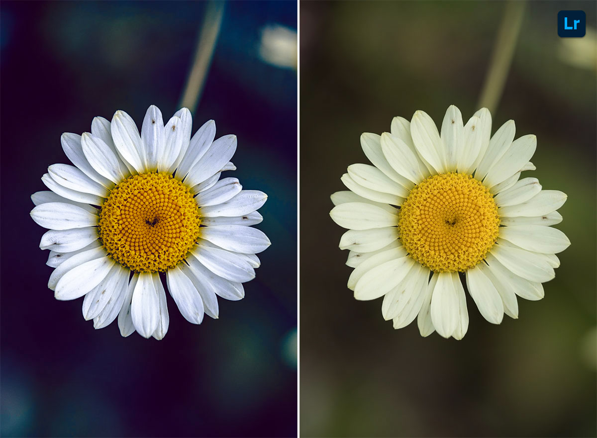 Daisy love | Remix | Photoshop Lightroom