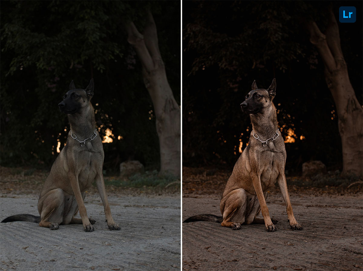 Dog | Remix | Photoshop Lightroom