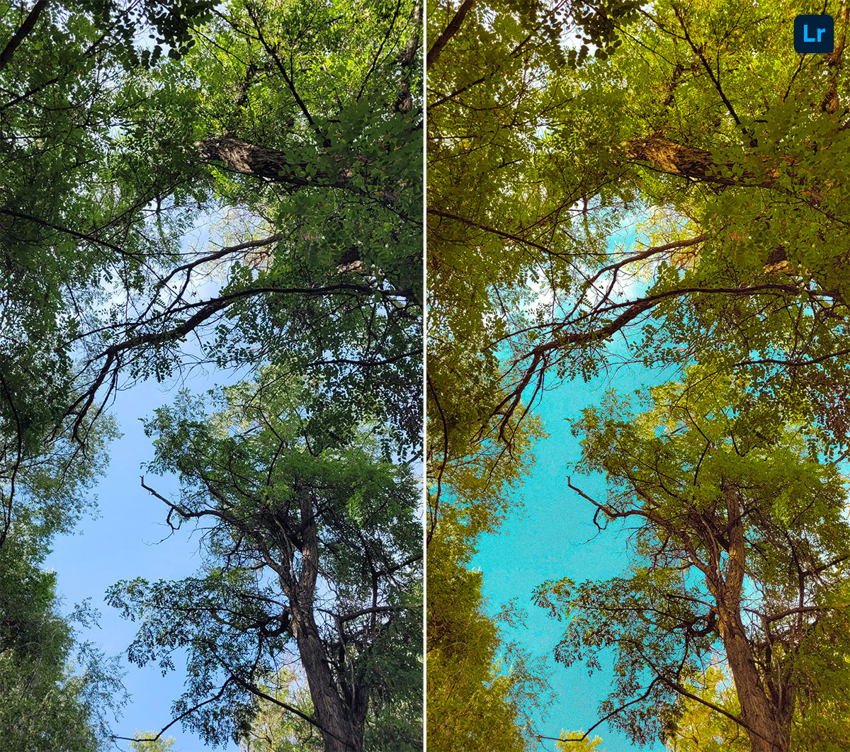 Blush | Edit | Photoshop Lightroom