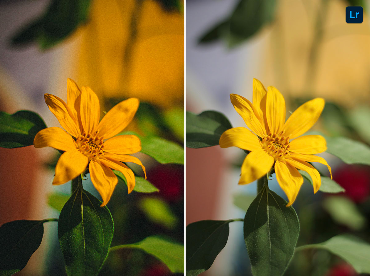 Small sunflower | Edit | Photoshop Lightroom