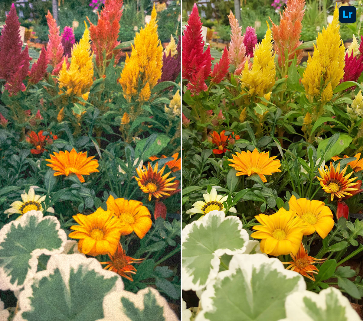 Sunflowers | Edit | Photoshop Lightroom