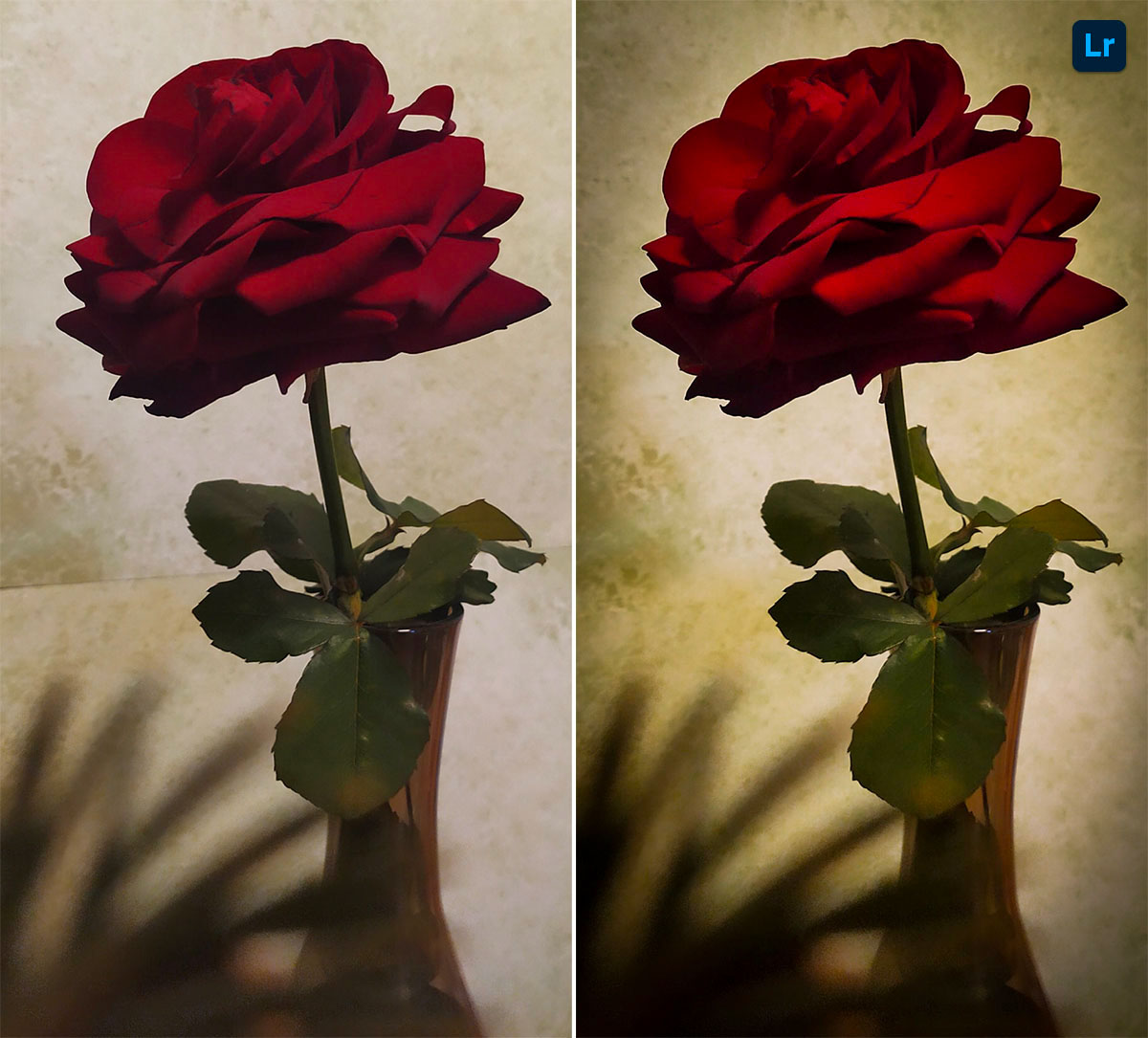 Rose | Remix | Photoshop Lightroom