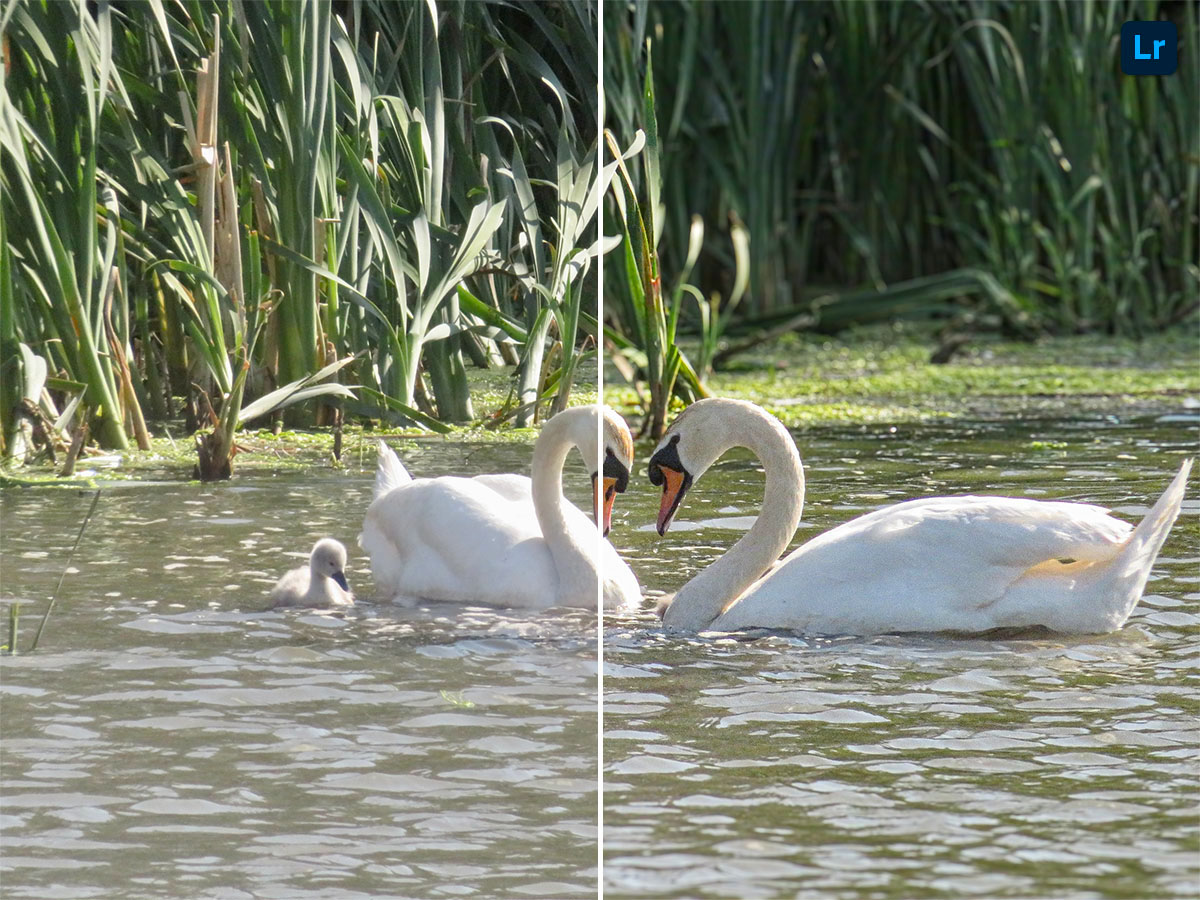 swan love | Edit | Photoshop Lightroom