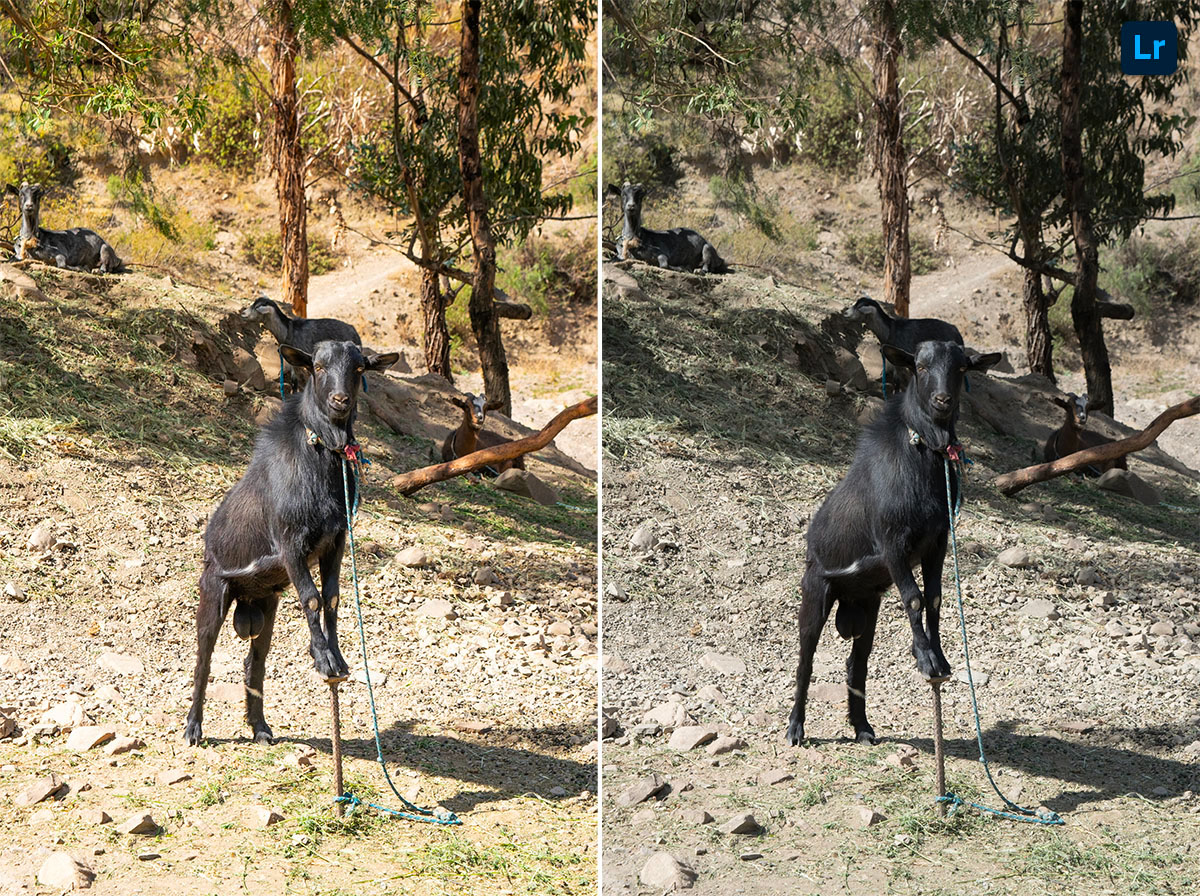 goat | Edit | Photoshop Lightroom