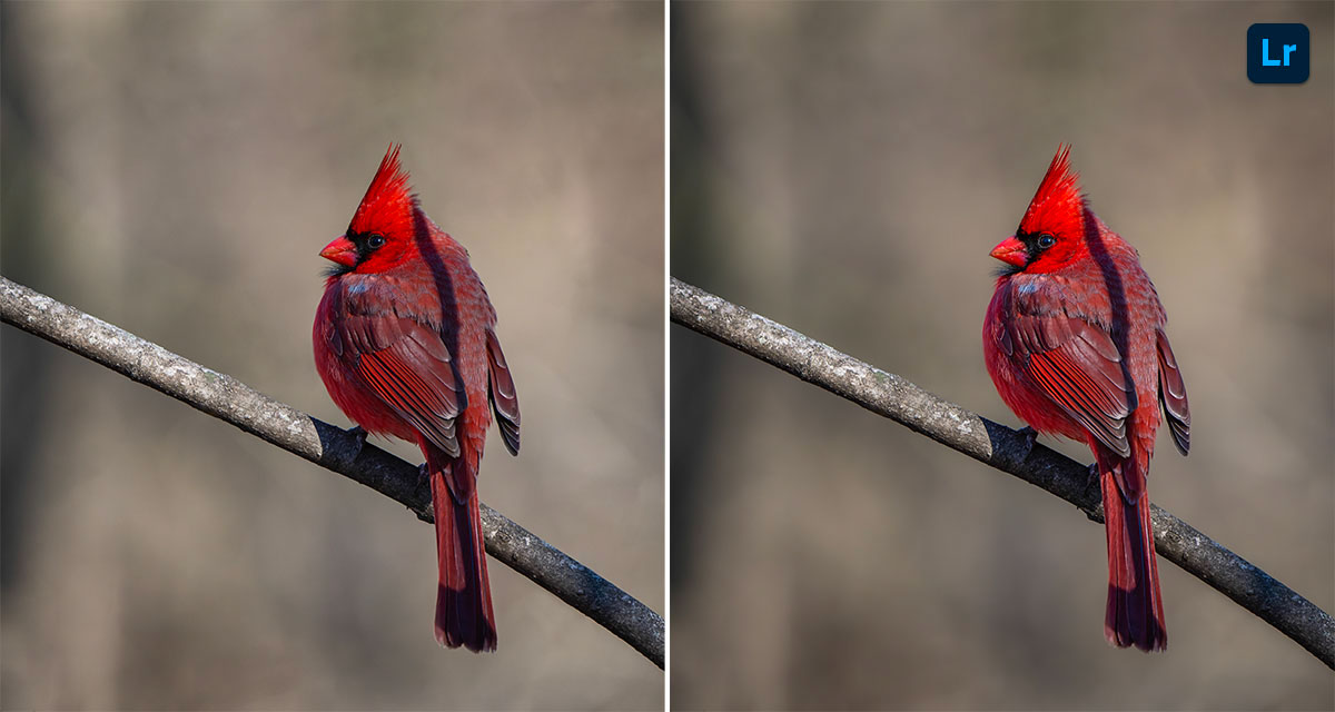 Cardinal | Edit | Photoshop Lightroom