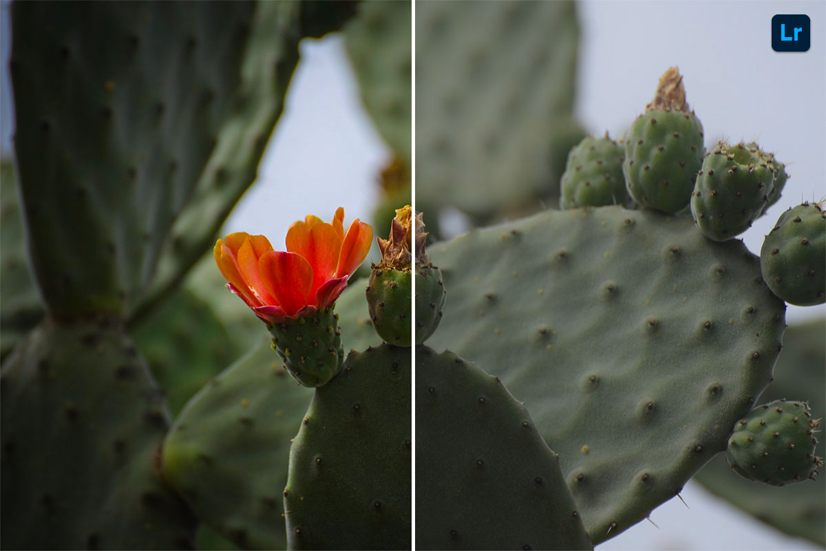 La flor de captus | Edit | Photoshop Lightroom