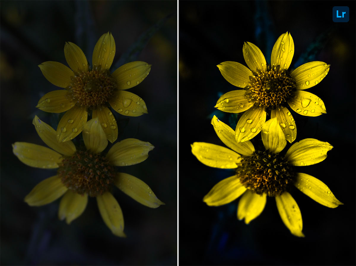 Yellow Rain | Remix | Photoshop Lightroom