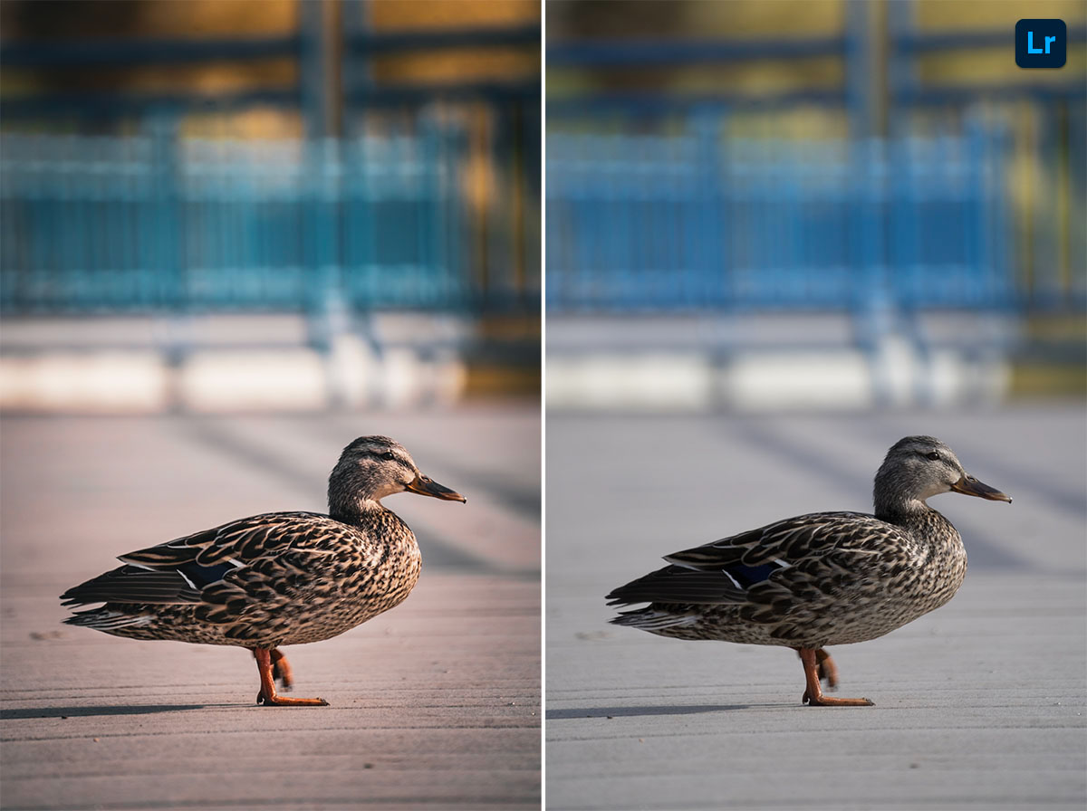 Quack Quack | Edit | Photoshop Lightroom
