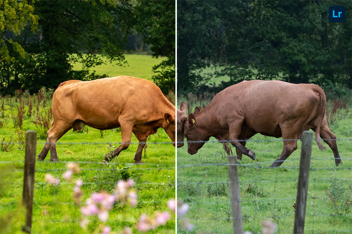 Cow fight | Edit | Photoshop Lightroom