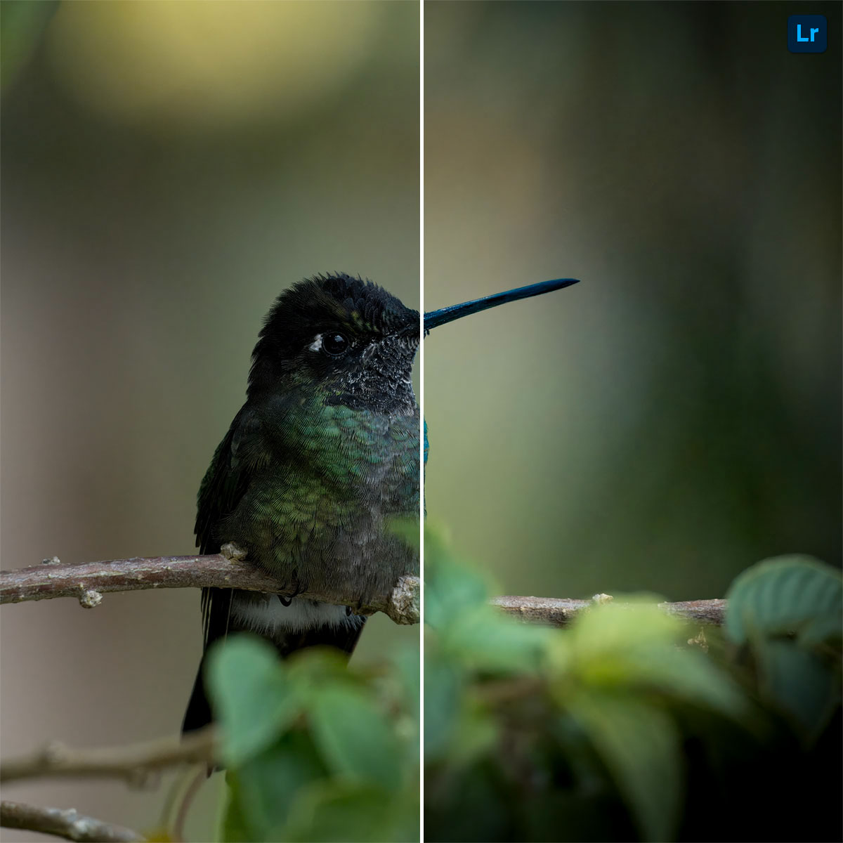 Hummingbird | Edit | Photoshop Lightroom