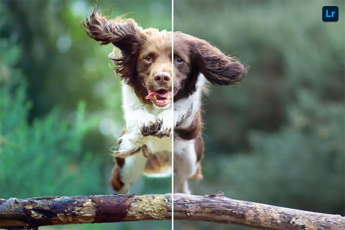 Dog jump! | Remix | Photoshop Lightroom