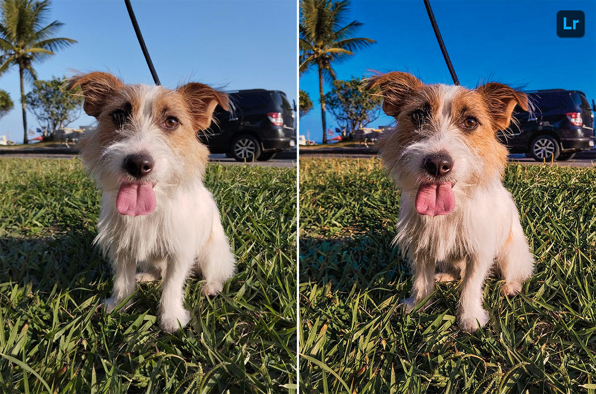 Dog | Edit | Photoshop Lightroom