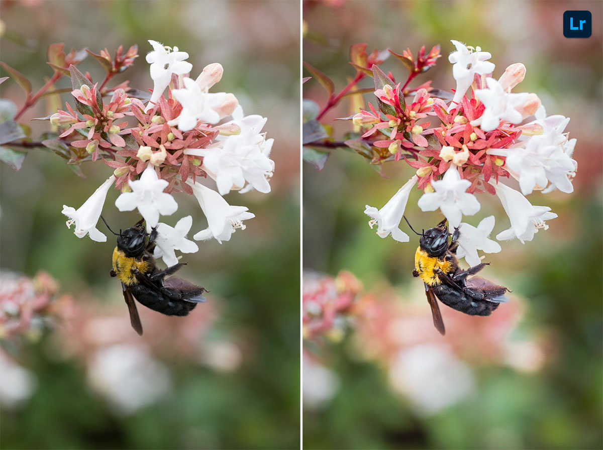 carpenter bee | Edit | Photoshop Lightroom