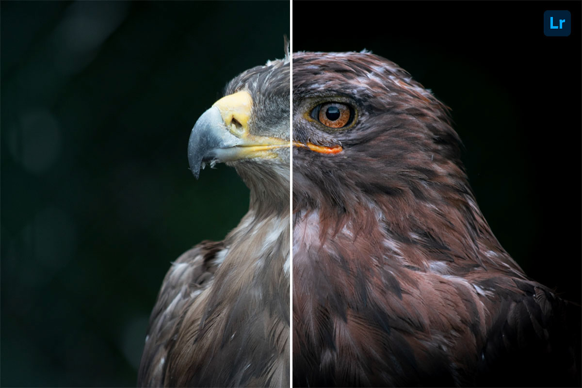Red Tailed Hawk | Edit | Photoshop Lightroom