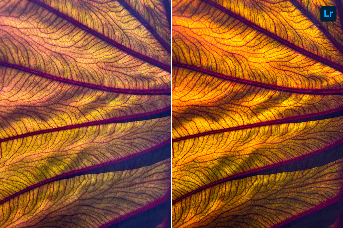 Veins | Edit | Photoshop Lightroom