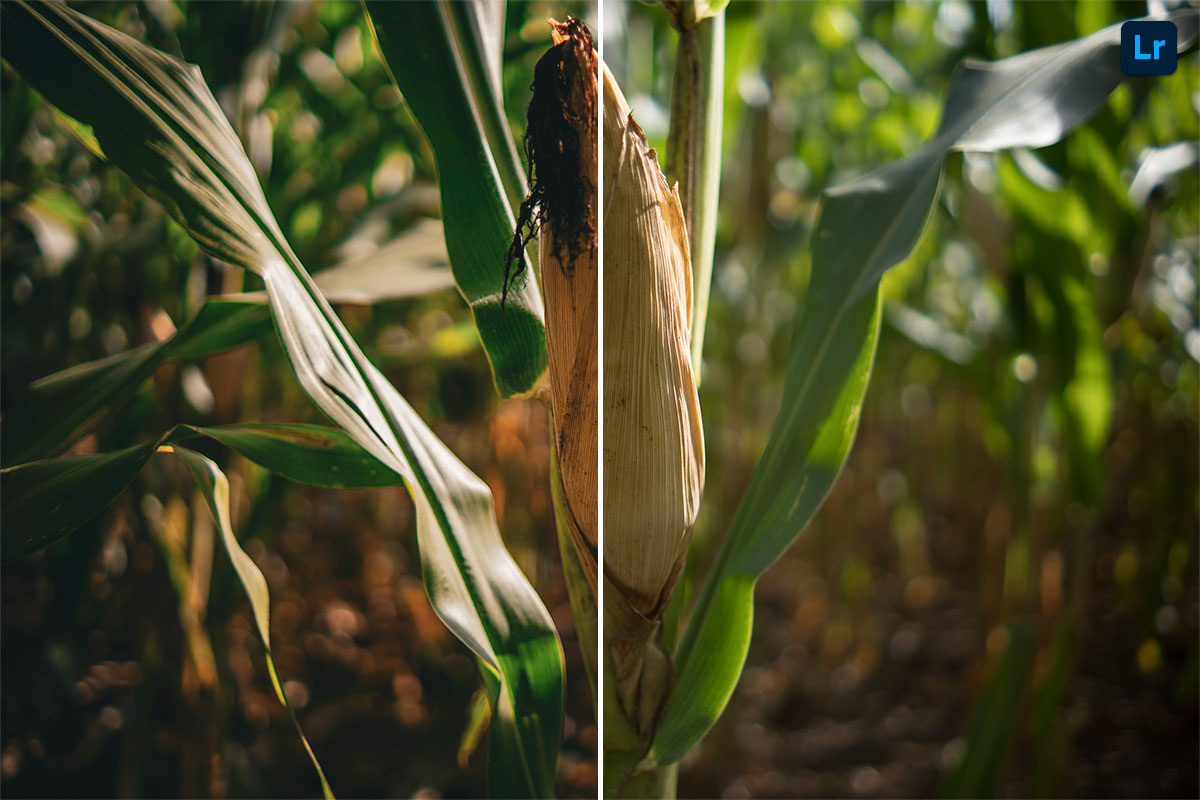 corn | Edit | Photoshop Lightroom