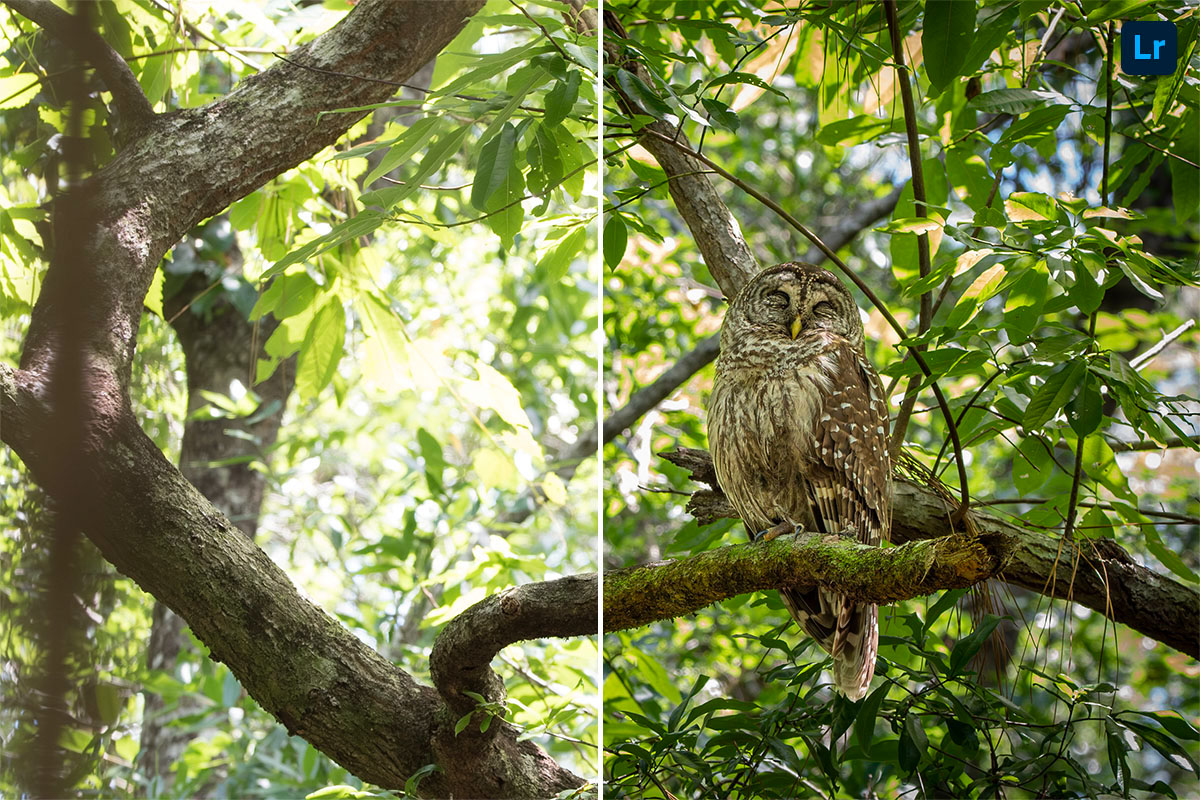 Barred Owl | Edit | Photoshop Lightroom