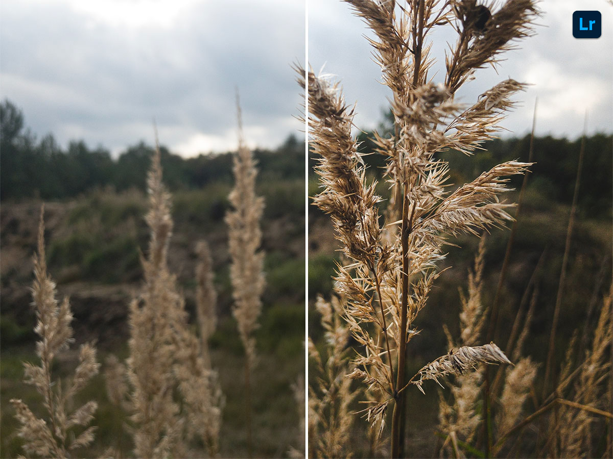 Ear | Edit | Photoshop Lightroom