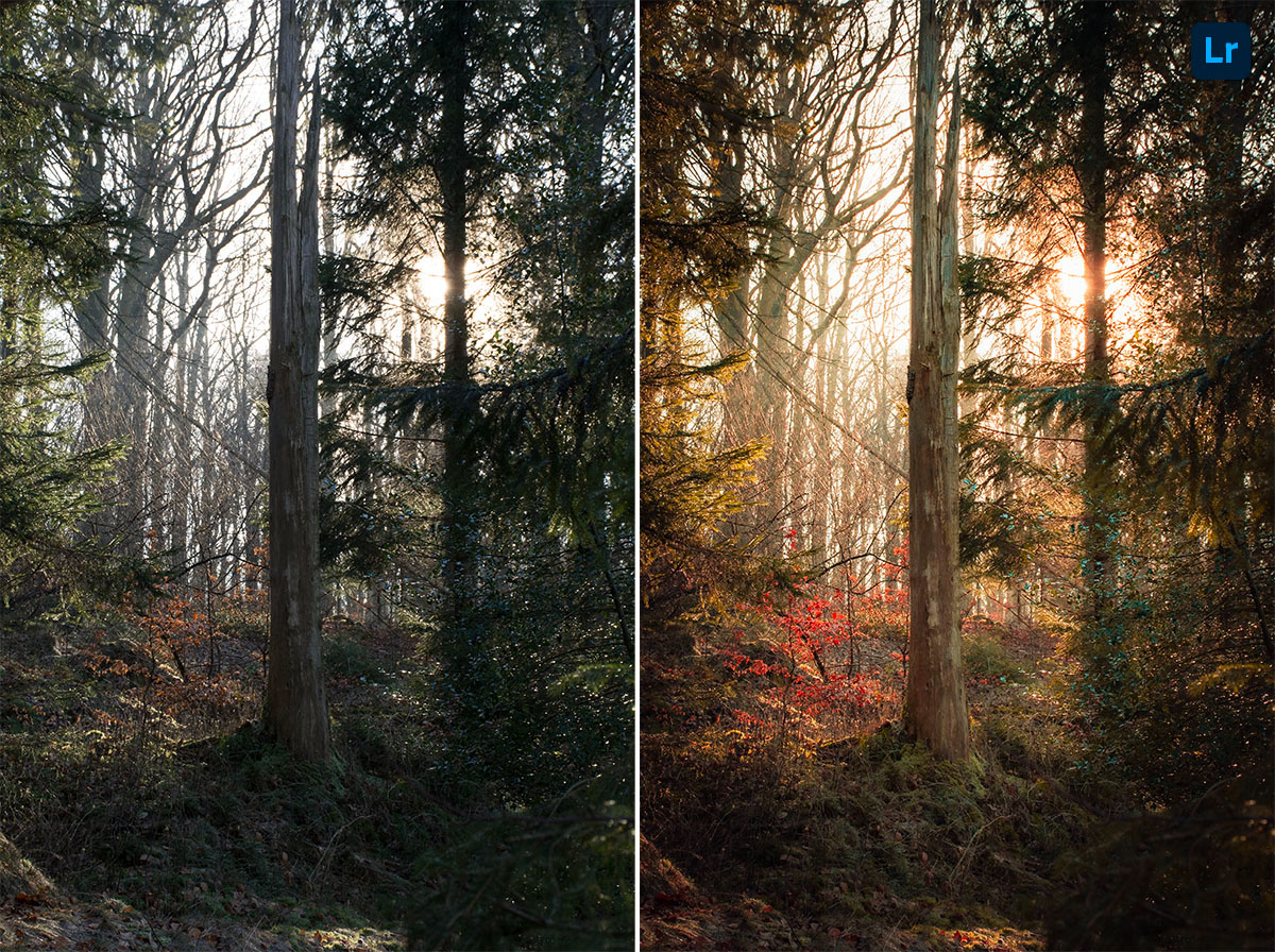 In the Forest | Edit | Photoshop Lightroom